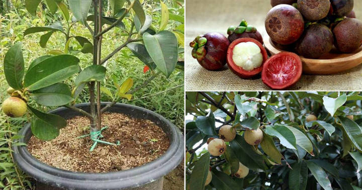 Mangosteen with FREE fertilizer | Lazada PH