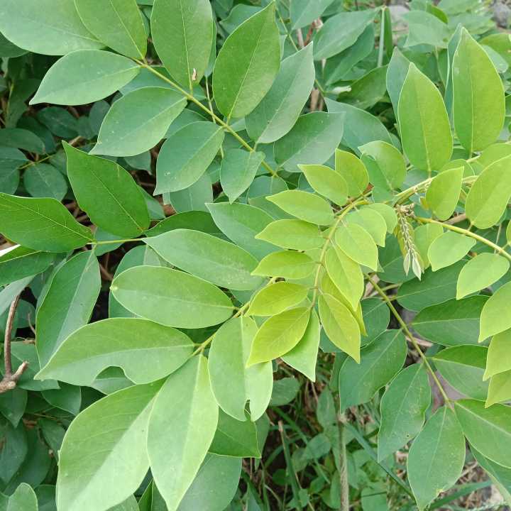 dau gamal atau daun dadap cangkring 500g | Lazada Indonesia dau gamal atau daun dadap cangkring 500g | Lazada Indonesia