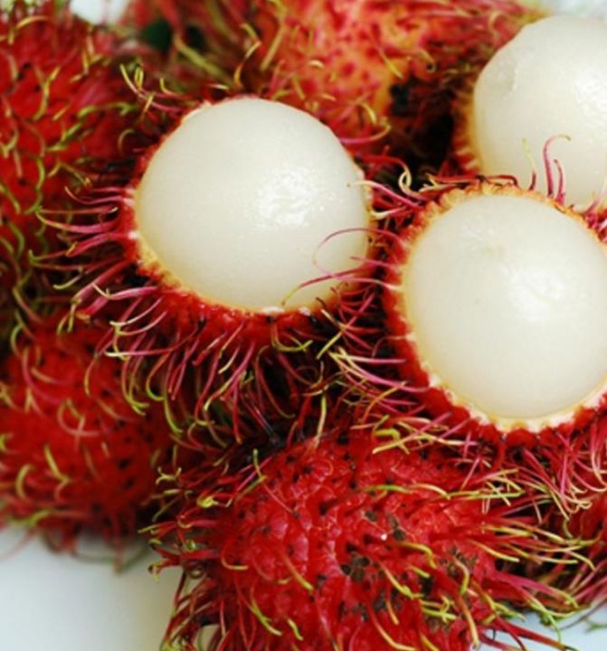 benih buah rambutan | Lazada
