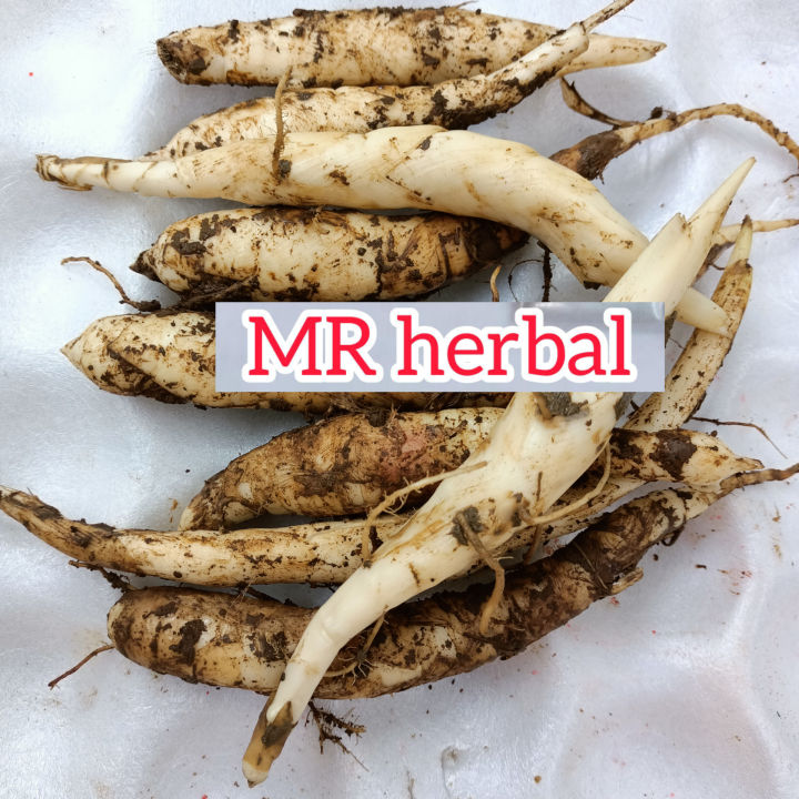 Umbi garut umbi sagu segar per 300 gram | Lazada Indonesia