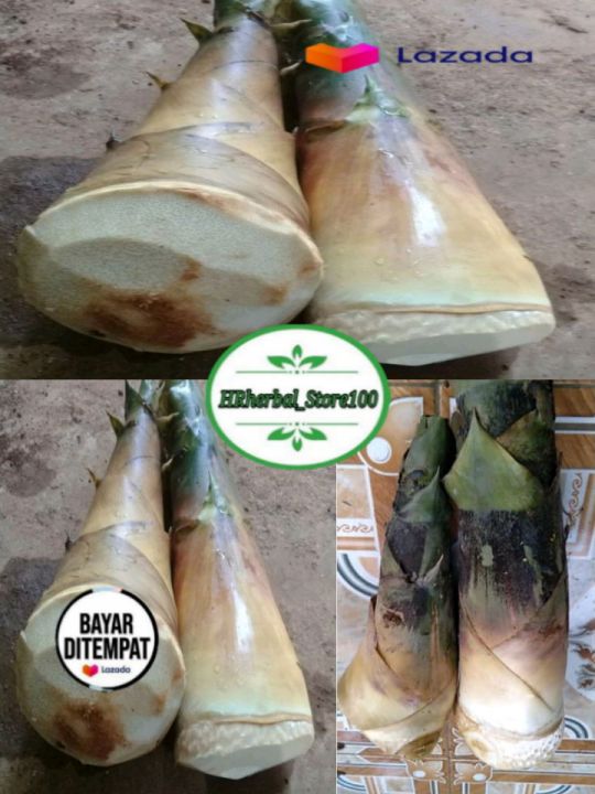 Jual Rebung Segar 1Kg Rebung Atau Iwung Fresh | Lazada Indonesia