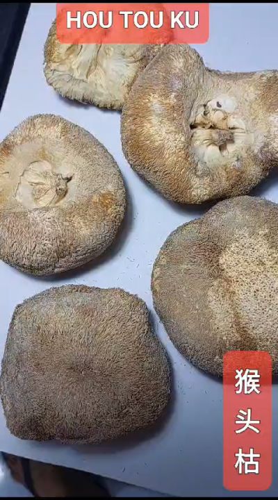Jamur Monyet Hou Tou Gu 300gram Monkey Head Mushroom / Lion's Mane ...