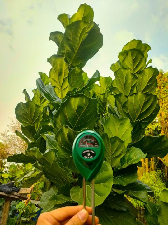 Soil pH Meter, 3-in-1 Soil Moisture/Light/pH Tester Gardening Tool Kits ...