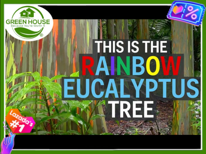 Green House® - Bagras Eucalyptus Rainbow Tree Seeds for Planting Trees ...