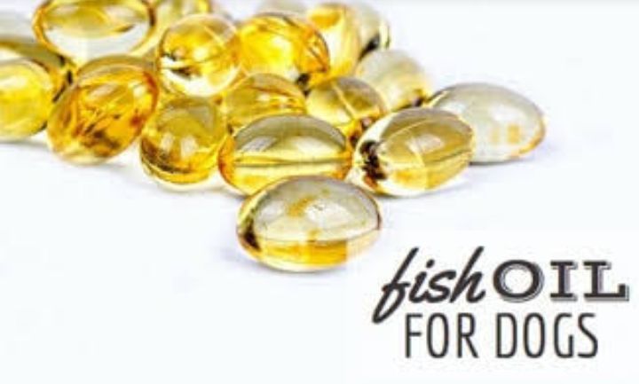 Fish oil for dog vitamins 50pcs | Lazada PH