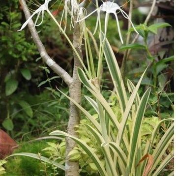 Variegated Spider Lily - Hymenocallis uprooted Live Plant | Lazada PH
