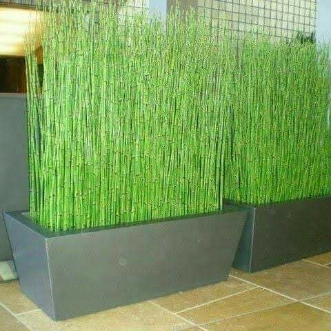 Tanaman bambu air - tanaman hias - bambu air | Lazada Indonesia