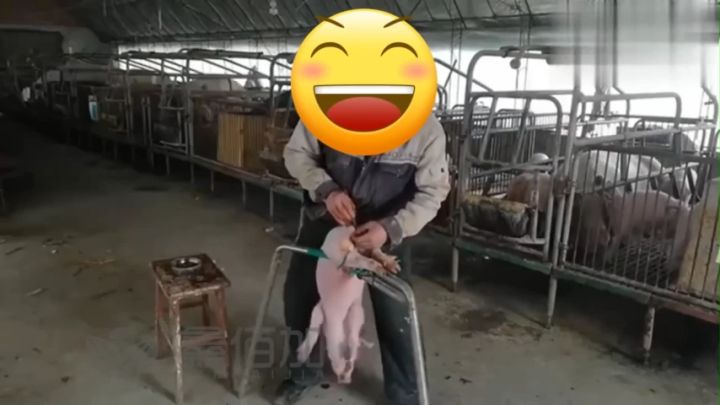 Piglet Castration Rack Pig Castration Tool Stainless Steel Castration ...