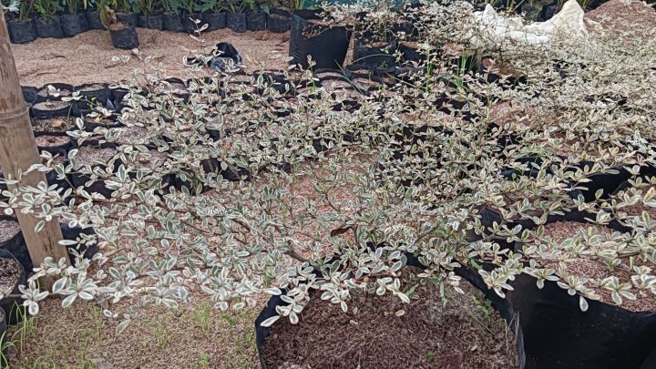 African Talisay Variegated 2ft Wide and and Super Lush!!! | Lazada PH