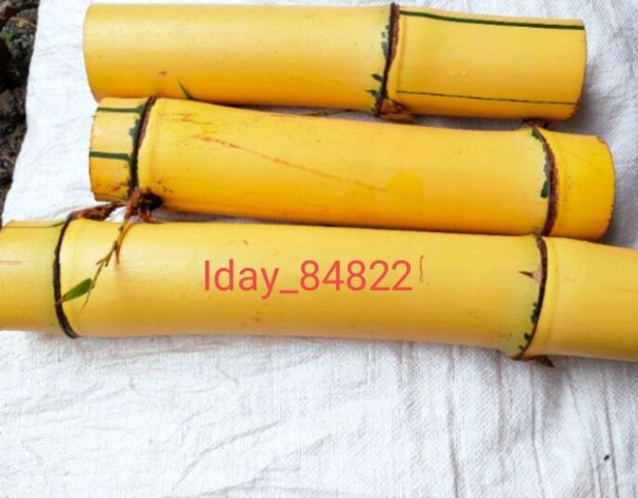 bambu kuning jumbo potongan bambu 50cm | Lazada Indonesia