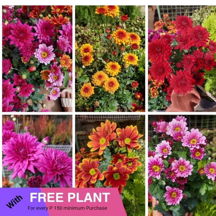 Chrysanthemum / Malaysian Mums Different Colors | Lazada PH