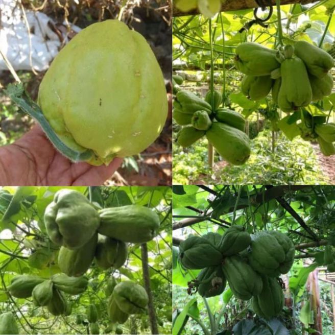 BIBIT LABU SIAM JENIS ANGGUR, LABU JIPAN ATAUBLABU PEKON SAYUR, BERBUAH ...