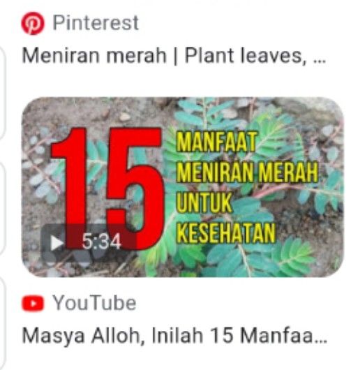 tanaman herbal Meniran merah 1.Membantu mengatasi batu ginjal | Lazada ...