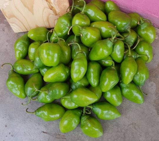 cabe gendot cabe bendot cabai setan fresh 500gr superrrr pedasss ...