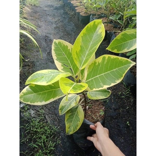 Home decoration Lemon Lime Variegated Rubber Tree | Lazada PH