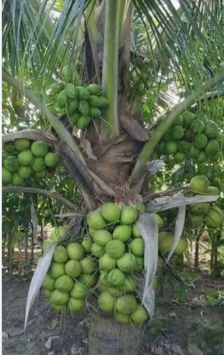 macapuno coconut dwarf | Lazada PH