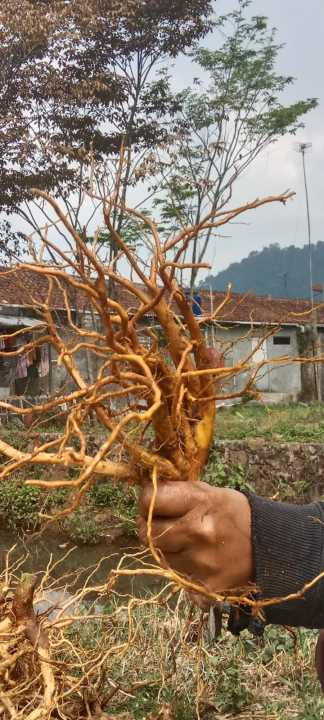 akar rasamala hiasan aquascape,aquarium dan bonsai | Lazada Indonesia