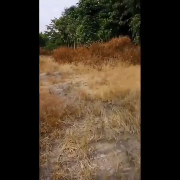 ☣remove grass in 7 days👍 Red magic weed killer Grass killer chemical ...