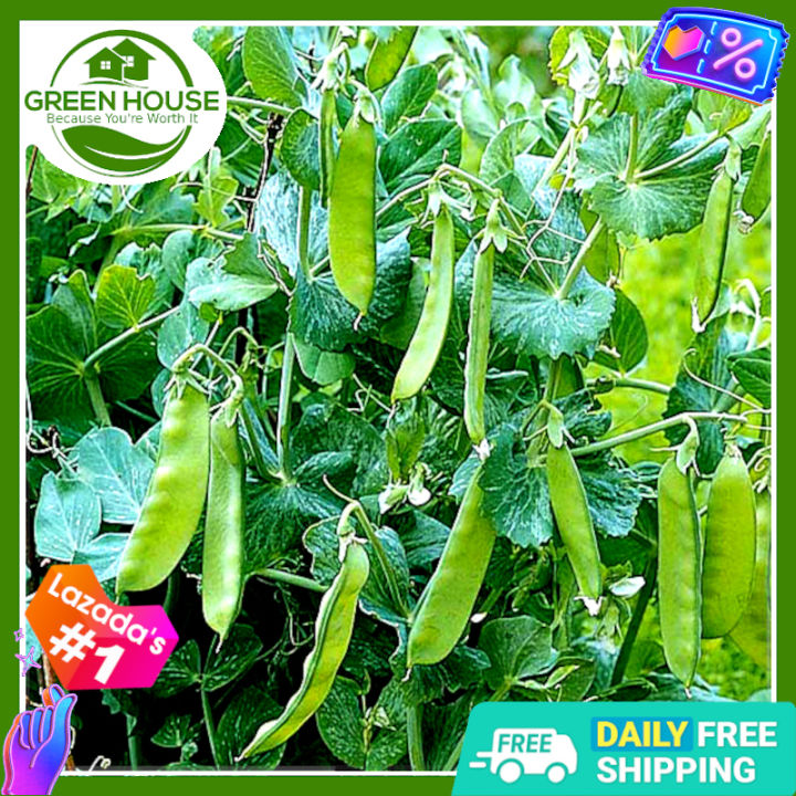Green House® - Snow Peas Seeds for Planting Vegetable Plants (20 Seed ...