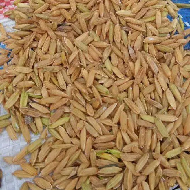 Padi kering atau gabah | Lazada Indonesia