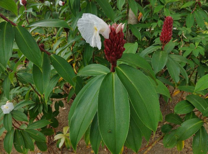 Tepus tanah (Pahang), setawar hutan, setawar jantan, pokok sampu landak ...
