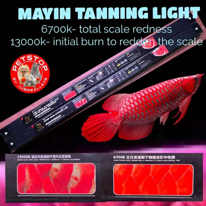 Mayin Tanning Light 6700k and 13000k | Lazada PH