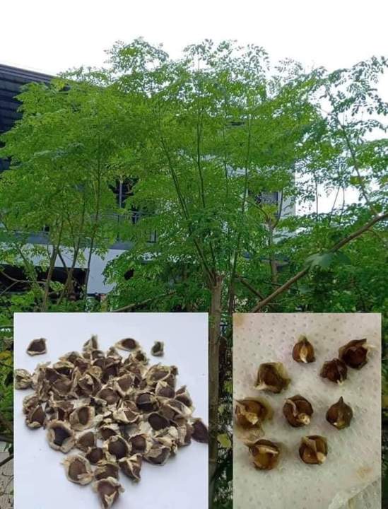 moringga /malunggay seeds for planting | Lazada PH
