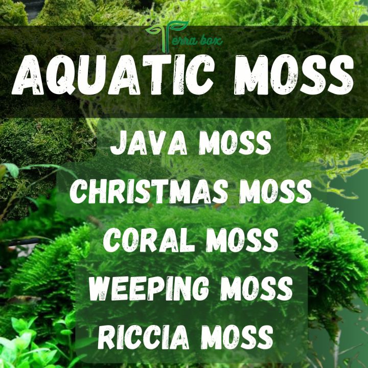 AQUATIC MOSS JAVA MOSS WEEPING MOSS RICCIA MOSS XMAS MOSS CORAL MOSS ...