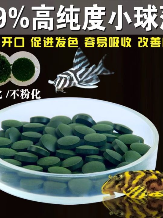 Small Ball Algae Fish Food Sinking Particle Shrimp Grain Mouse Fish ...