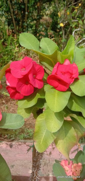 Anak Pokok Mahkota Berduri (Jenis Bunga Besar) & Sangat CANTIK (Polybag ...
