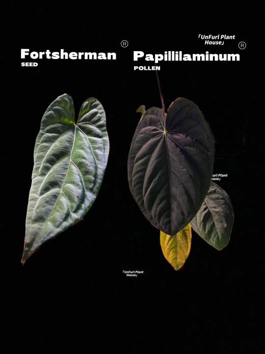 Anthurium “Fortsherman” x “Papillilaminum x” | Lazada