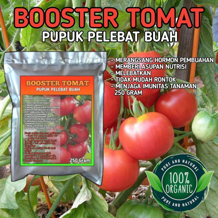 PUPUK BOOSTER TOMAT Stella green pupuk hormon pembuahan pelebat buah kemasan 250 ml | Lazada ...