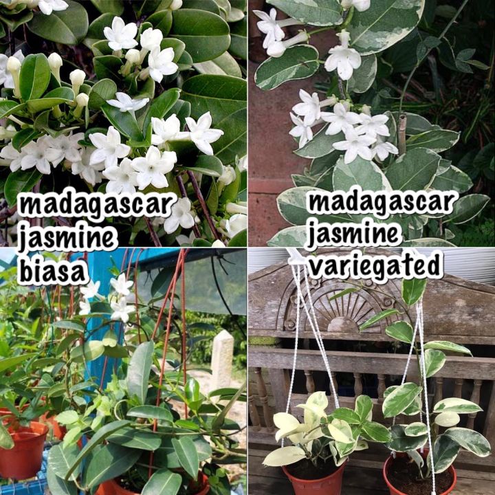 pokok bunga wangi menjalar madagascar jasmine daun biasa dan daun batik ...