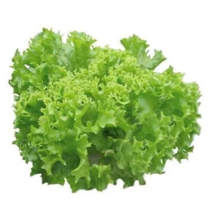 เมล็ดพันธุ์ กรีนแทงโก้ (Green tango) ผักสลัด บรรจุ 100 เมล็ด | Lazada.co.th