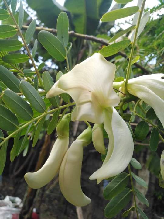 White Katuray seeds for planting New Harvest (10SEEDS) | Lazada PH