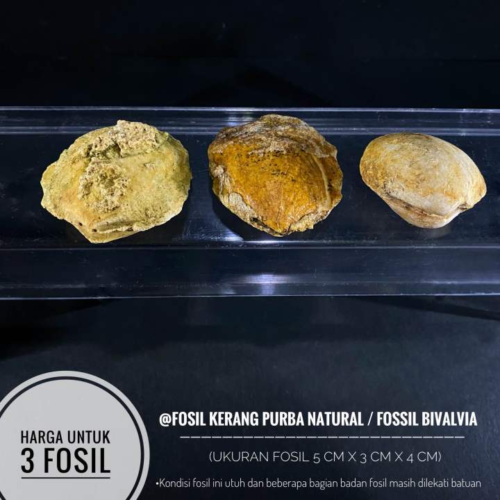 Fosil Kerang Purba Natural B34 atau Fossil Bivalvia atau Fosil Keong ...