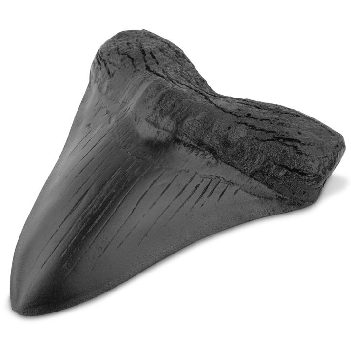 Shark Teeth Resin Realistic in Shape Teaching Props Fossil ...