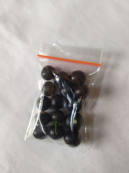 bibit buah lenca tanaman lenca pohon lenca benih lbiji lenca siaf semay ...