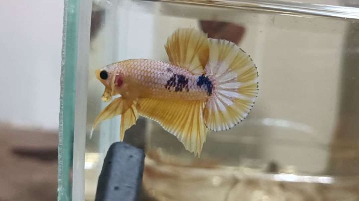 betta fish startail yellow fancy random tapi top grade | Lazada