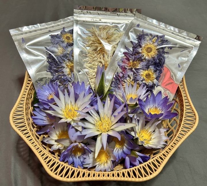 ชาดอกบัวอียิปต์แท้ บัวมายา by kunying | Lazada.co.th