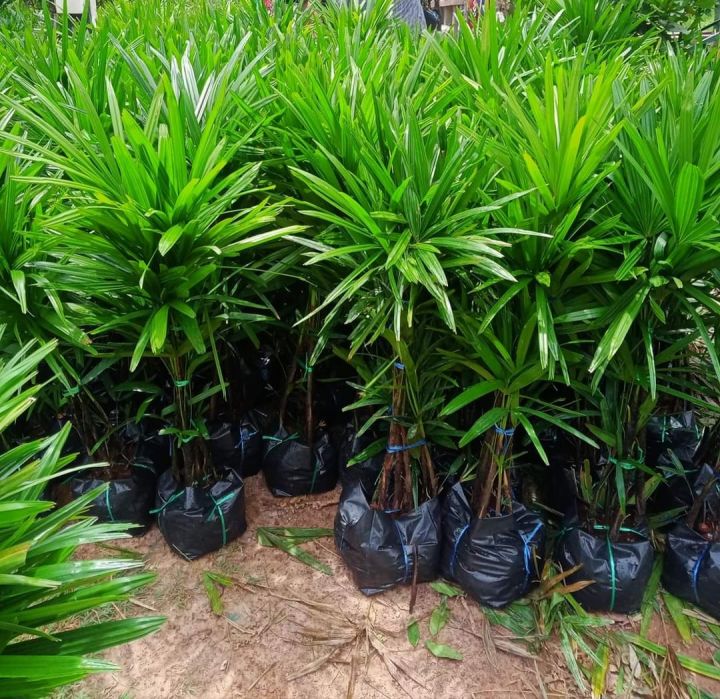 ต้นจั๋งแคระ1ฟอร์มกอถุงดำ5นิ้วสูงประมาณ30-40ซม.ไม้ฟอกอากาศ | Lazada.co.th