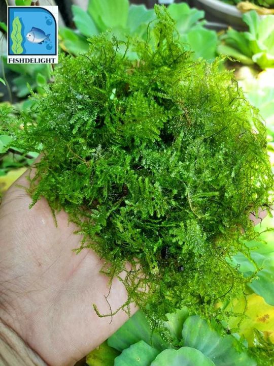 Live Aquatic Peacock (Java) Moss for Aquarium | Lazada PH