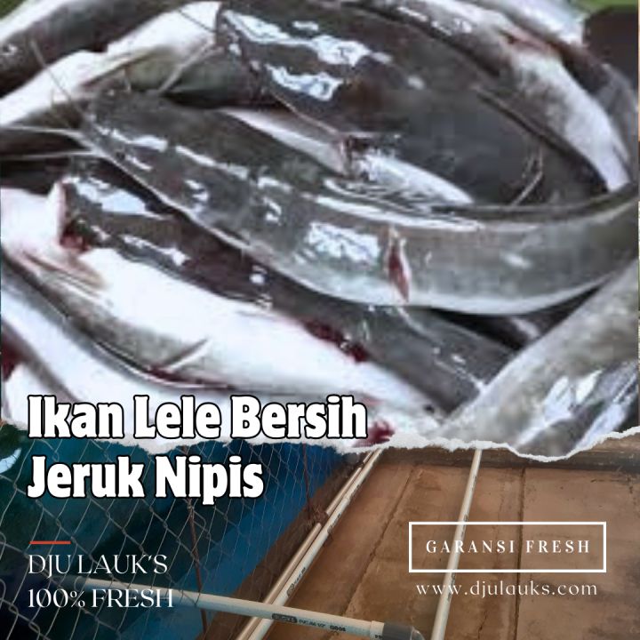 Ikan lele bersih jeruk nipis 1kg | Lazada Indonesia