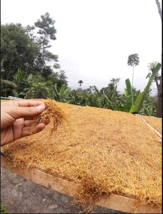 daun talas beneng 100 gr | Lazada Indonesia