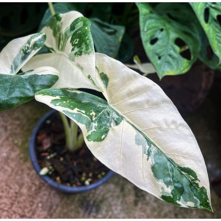 Alocasia varigata atau sente varigata | Lazada Indonesia