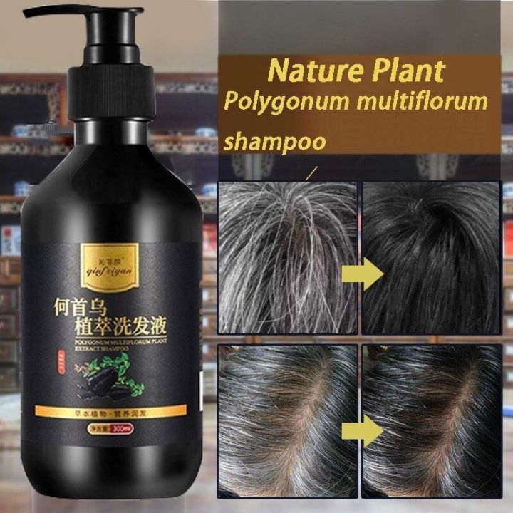 Polygonum Multiflorum Black Hair Herbal Shampoo Polygonum multiflorum ...