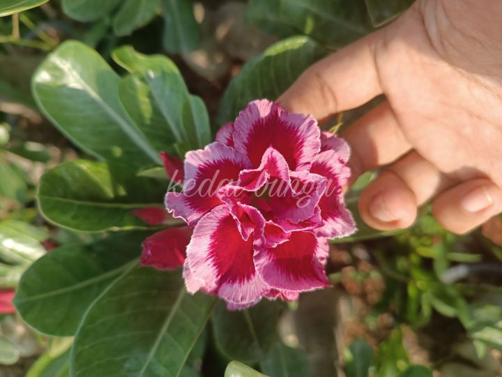ADENIUM DARK RED+WHITE FRAME(POS WITH POT) | Lazada