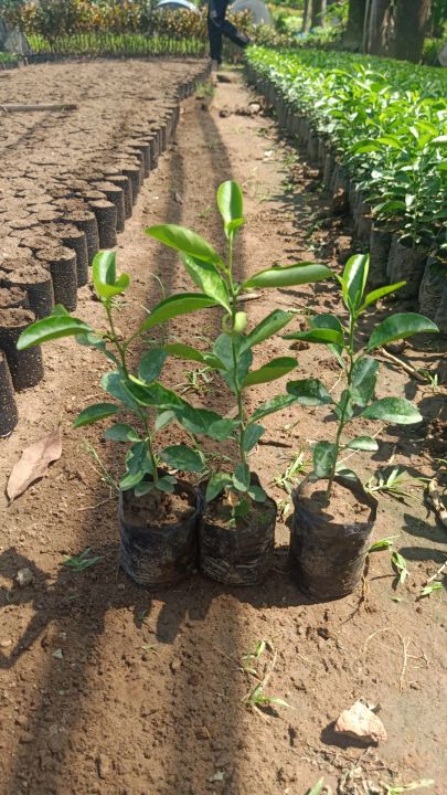 bibit tanaman buah jeruk nipis unggul | Lazada Indonesia bibit tanaman buah jeruk nipis unggul | Lazada Indonesia