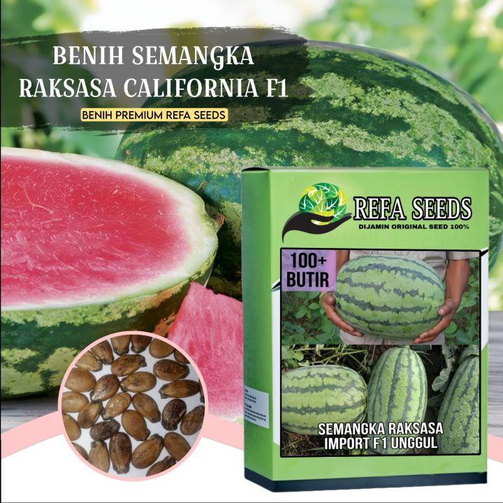 REFA (100 Butir) Benih Buah Semangka Raksasa California Kemasan Original / Benih Buah naga Jumbo ...