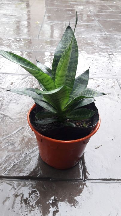 CAPPL Snake Plant -Medium | Lazada
